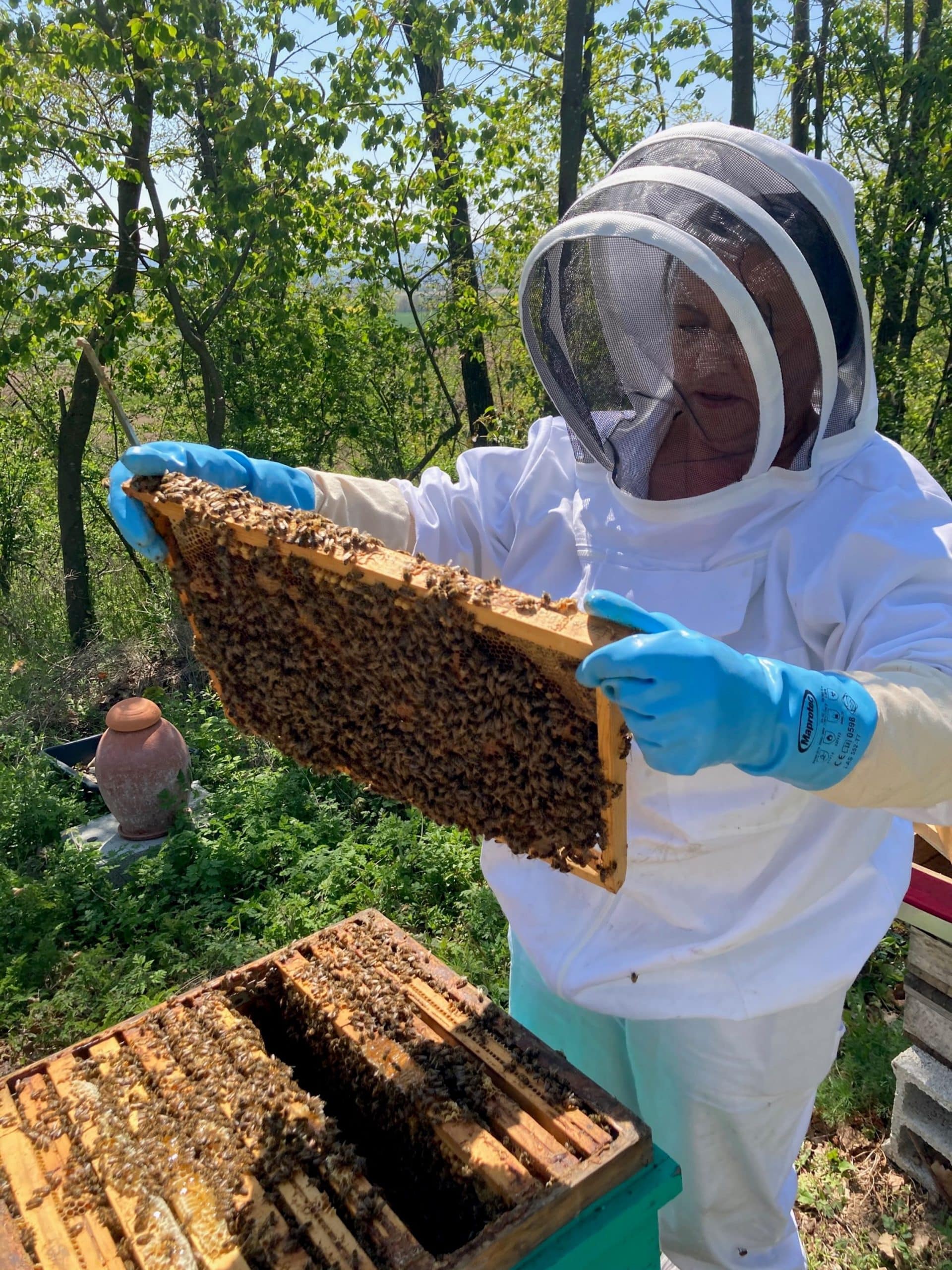 Nos ateliers et stages d'apiculture - Initiation et perfectionnement
